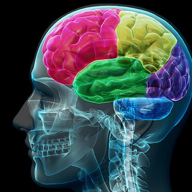 Définition | Néocortex : qu'est-ce que c'est ? | Futura santé