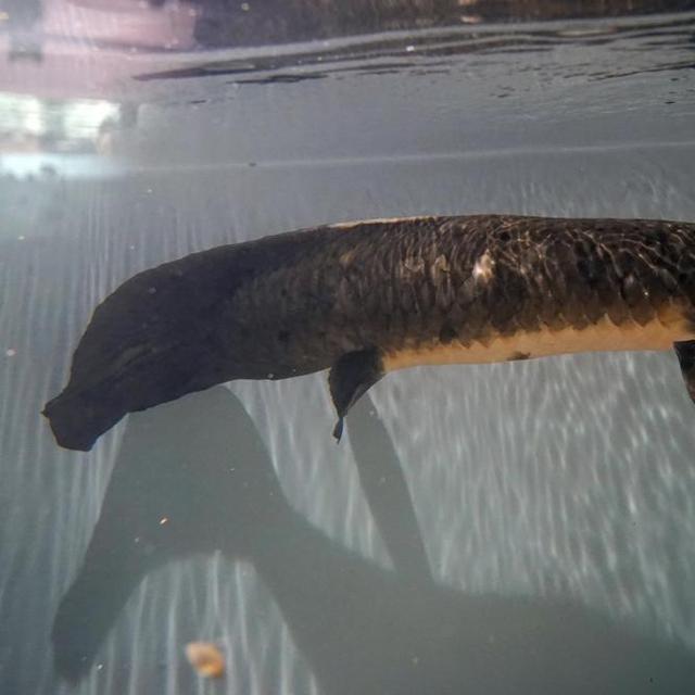 Définition | Barbillon : qu'est-ce que c'est ? | Futura planète