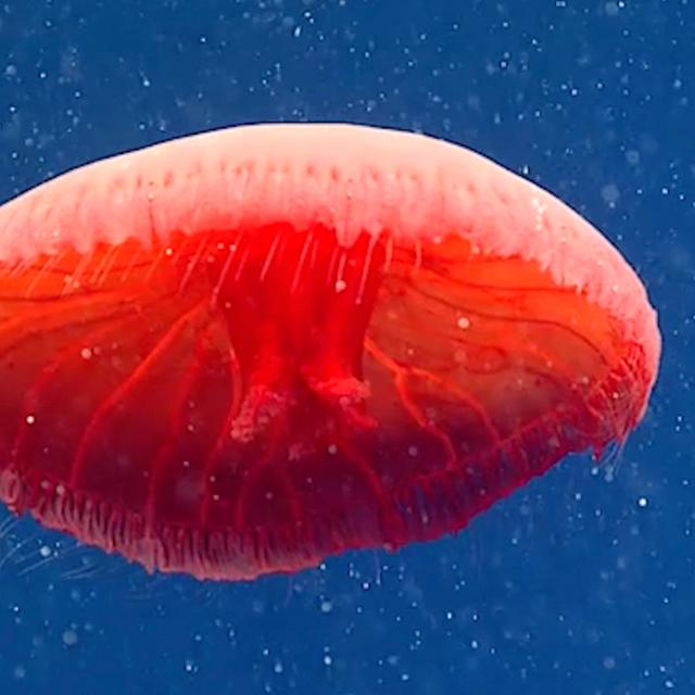 Le mystère de la « méduse Benjamin Button » ou « méduse immortelle