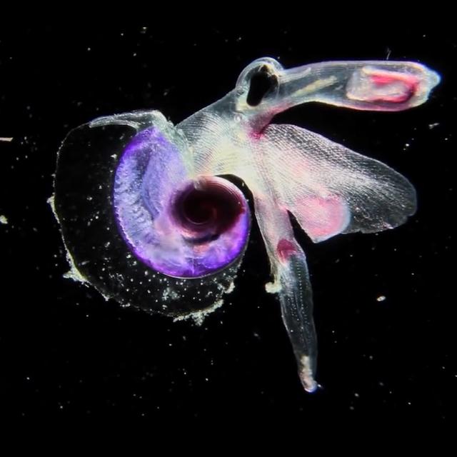 Le plancton, cet organisme si essentiel et pourtant si mal connu