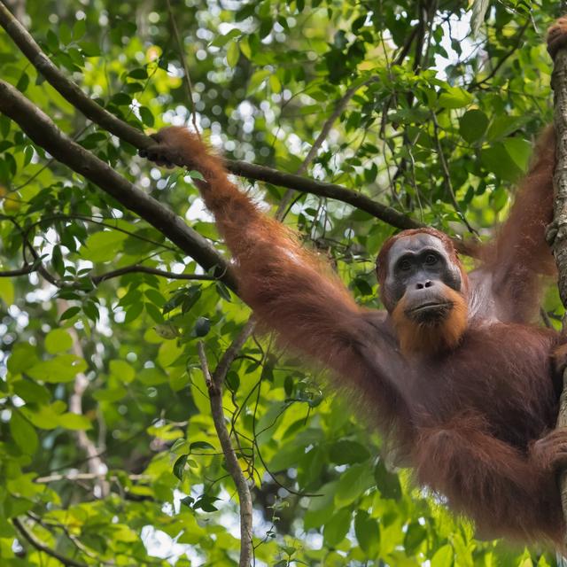 L'extinction massive du Dévonien due à un manque d'oxygène