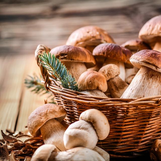 Cèpes, bolets, champignons… savez-vous vraiment les différencier