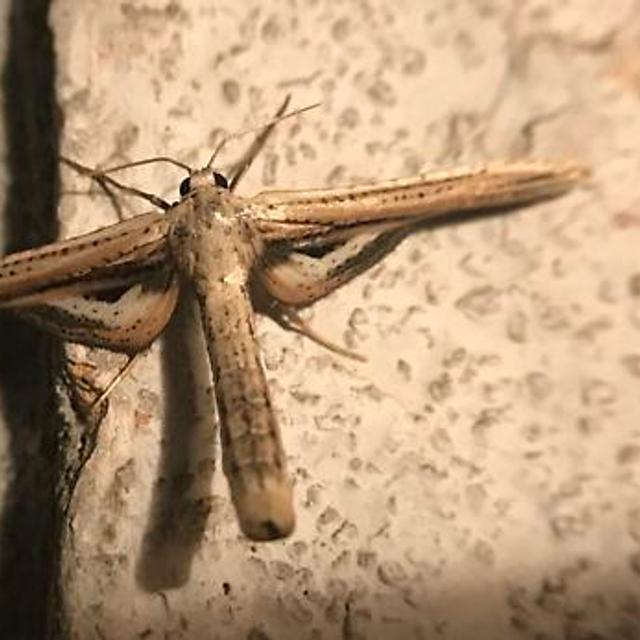 Définition | Position du papillon : qu'est-ce que c'est ? | Futura santé