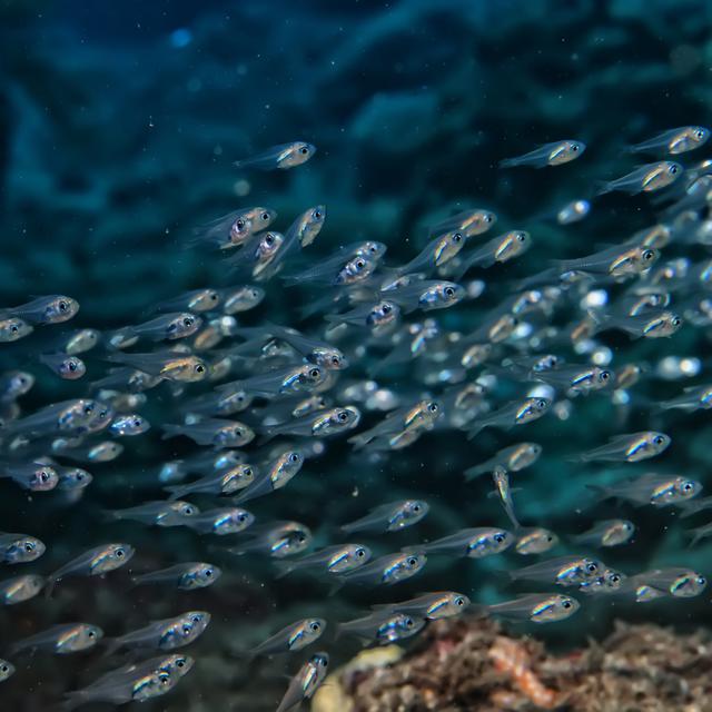 Vous croyez savoir comment s'appelle le petit du poisson ? Détrompez-vous