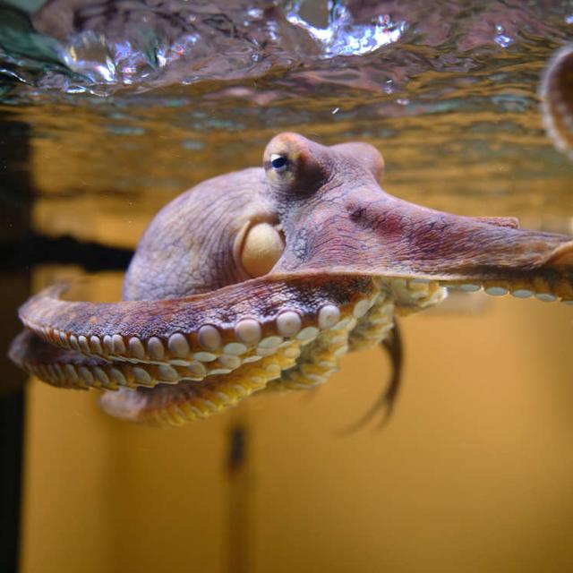 Des tentacules partout : l’étrange invasion qui inquiète l’Angleterre