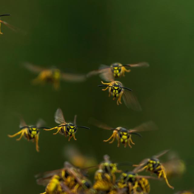 Piqué par un insecte ? Voici comment identifier le coupable