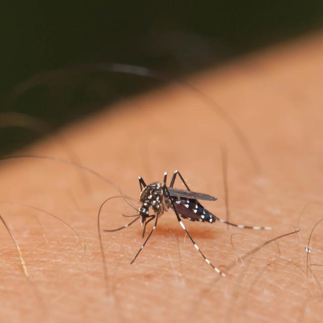 Piqué par un insecte ? Voici comment identifier le coupable