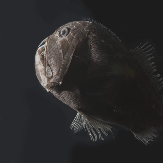 Le parasitisme sexuel, ou comment ces poissons des abysses se reproduisent