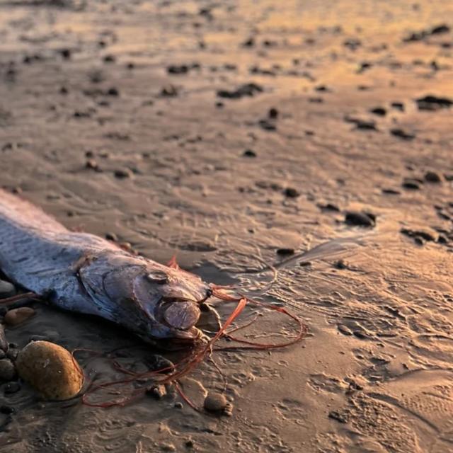 Rencontre inattendue : ils tombent sur un poisson vieux de 400 millions ...