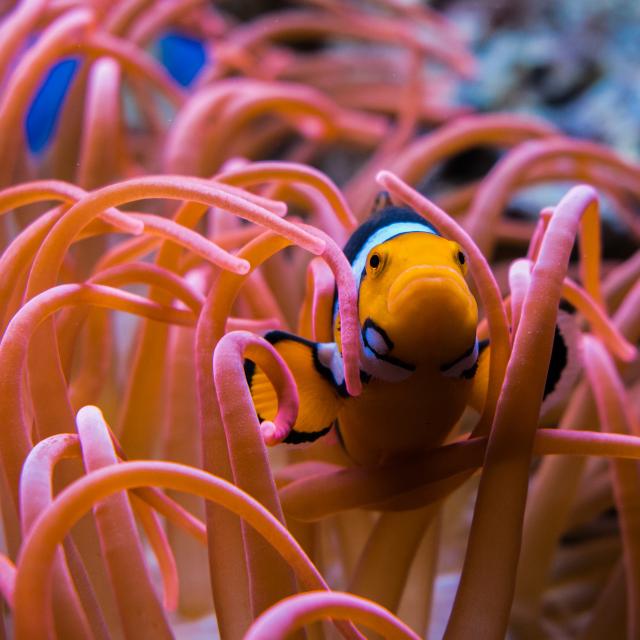 Biche, cerf, chevreuil, chevrette, daim : quelles différences