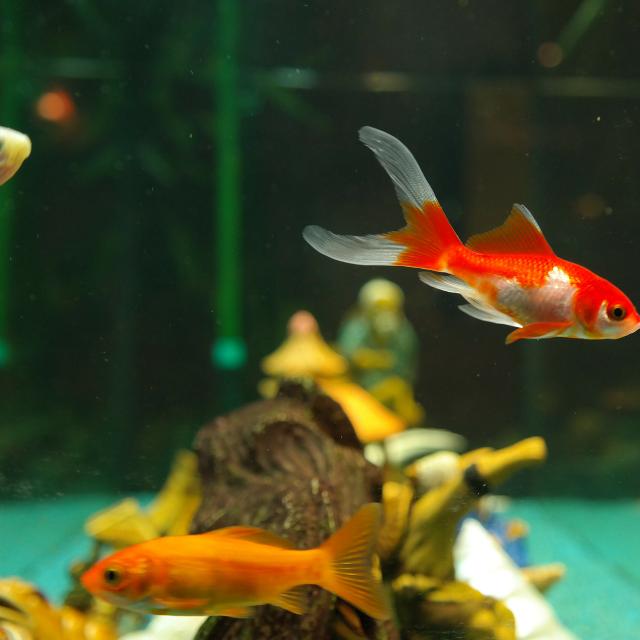 Définition | Barbillon : qu'est-ce que c'est ? | Futura planète