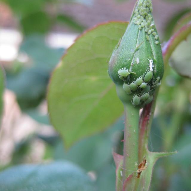 Comment se protéger des puces des sables