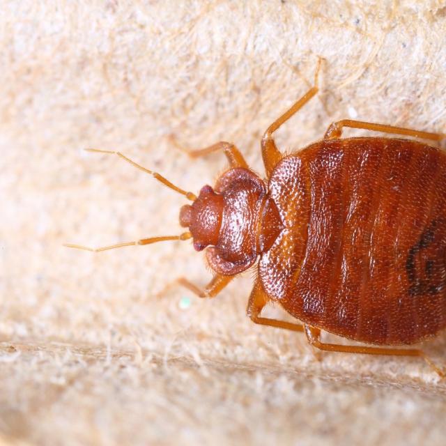 Acrochordon : quel traitement naturel pour s'en débarrasser