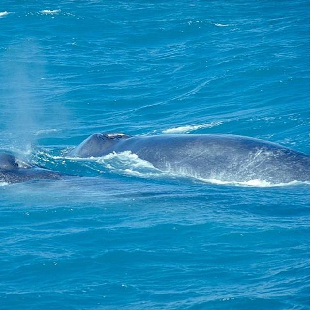 Définition | Baleine à bosse : qu'est-ce que c'est ? | Futura planète