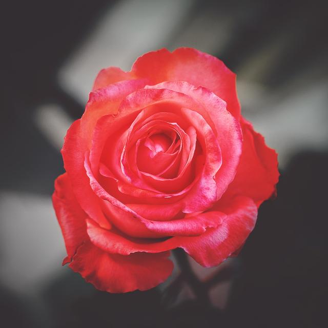 Pourquoi la rose est devenue le symbole de l’amour ? Voici l’histoire ...