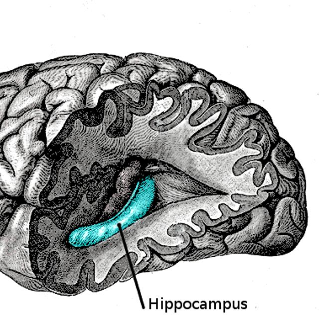 Définition | Hippocampe : qu'est-ce que c'est ? | Futura planète