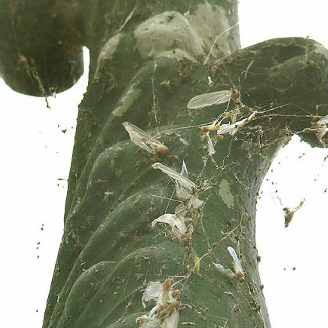 Définition | Limbe : qu'est-ce que c'est ? | Futura planète