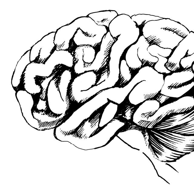 Définition | Gyrus fusiforme : qu'est-ce que c'est ? | Futura santé