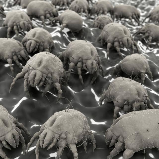 Définition | Acarien : qu'est-ce que c'est ? | Futura planète