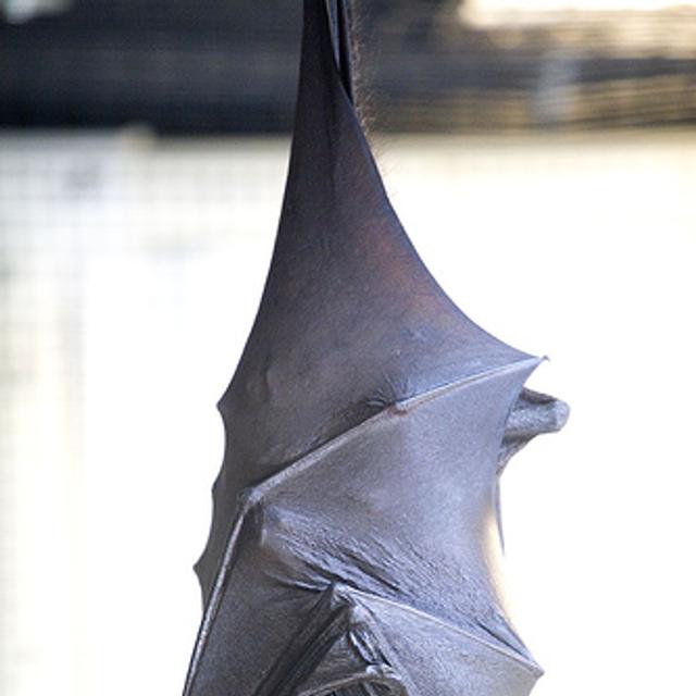 Hibernation et migration : le cycle de vie de la chauve-souris