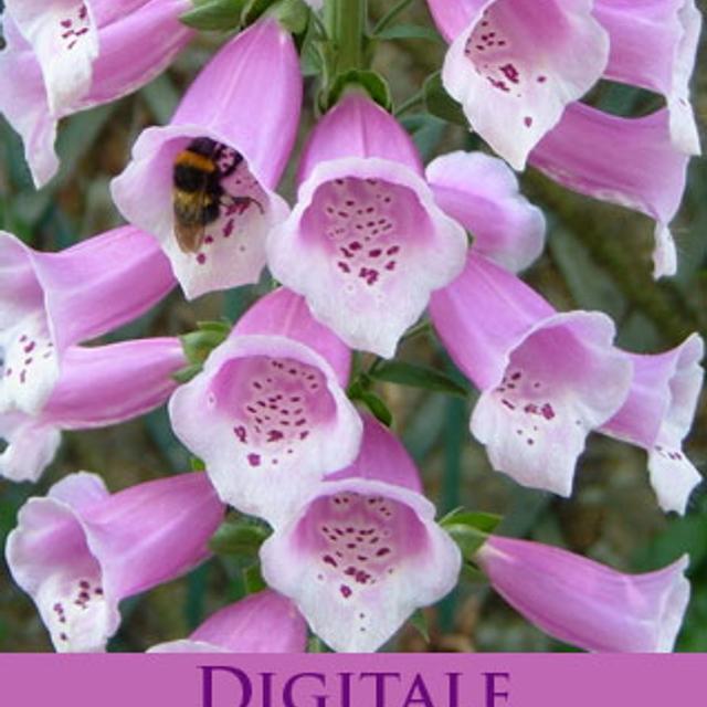 Poisons : des plantes toxiques (aconit, belladone, ciguë et digitale)