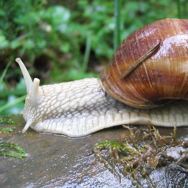 Comment se reproduisent les escargots et à quelle période