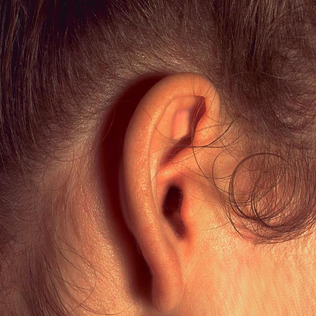Quel est le trajet du son dans l'oreille pour arriver au cerveau