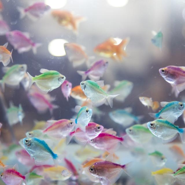 Aquaculture : le top 10 des poissons d’élevage