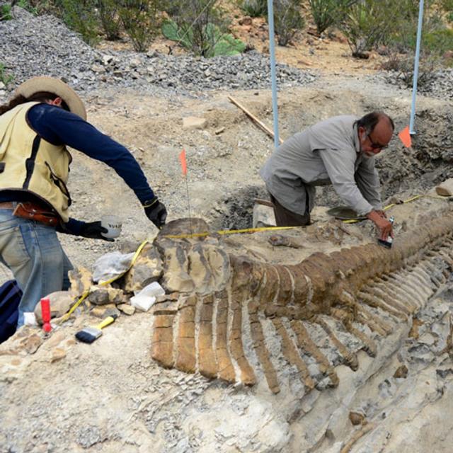 Définition | Élan : qu'est-ce que c'est ? | Futura planète