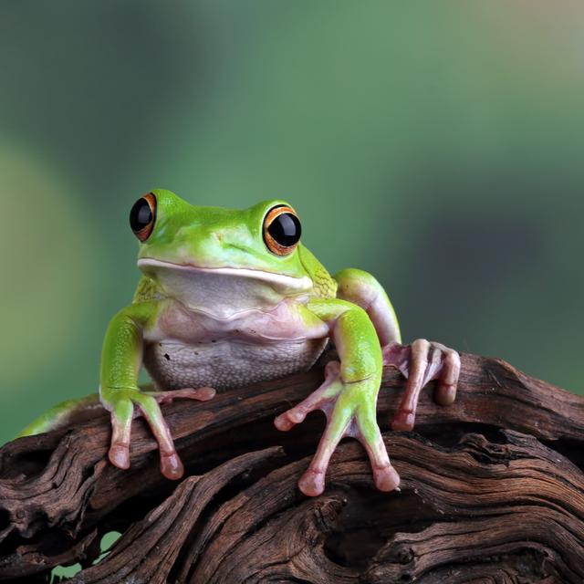 Quelle est la différence entre rainette et grenouille