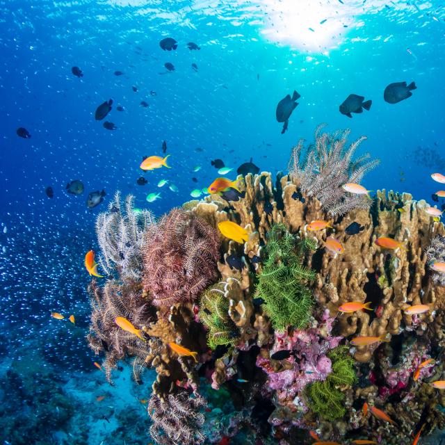 Définition | Corail : qu'est-ce que c'est ? | Futura planète