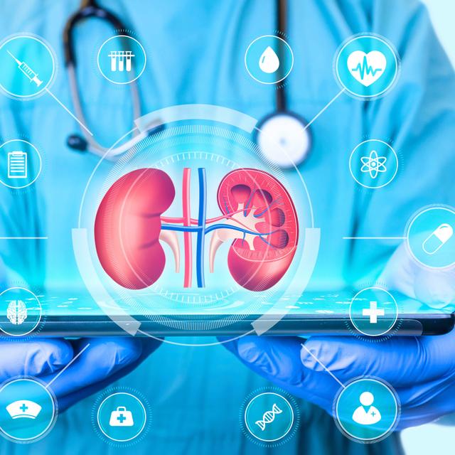 Définition | Néphrologie : qu'est-ce que c'est ? | Futura santé
