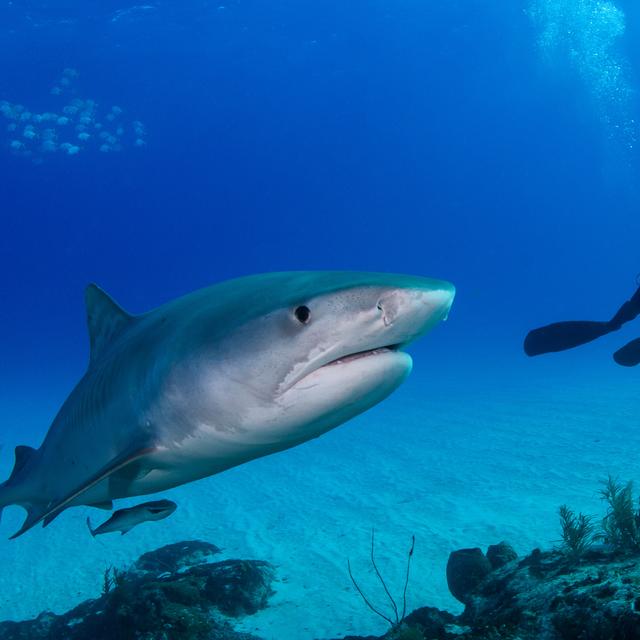 Requins marcheurs, mantas gothiques : bienvenue dans le « dernier ...