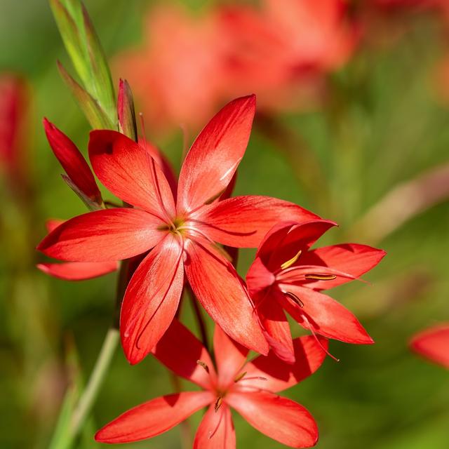 Définition | Schizostylis : qu'est-ce que c'est ? | Futura planète