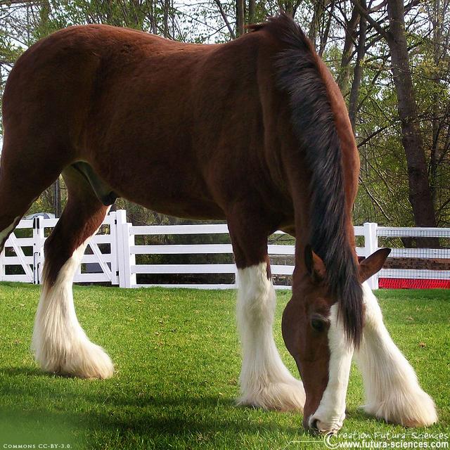 Pottok au pays Basque