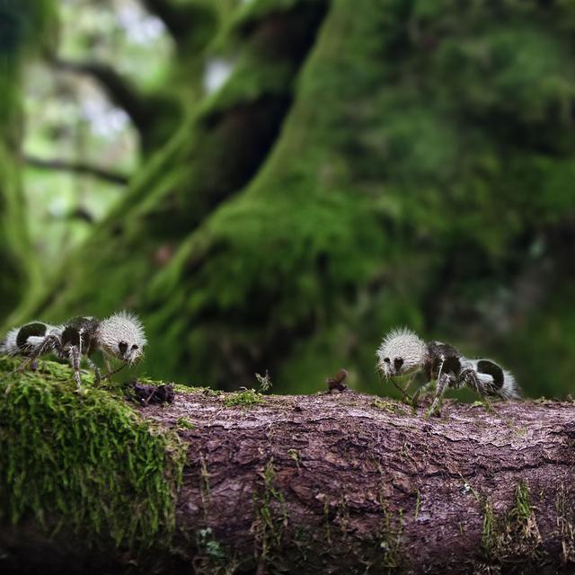 Fonds d'écran Animaux | Futura