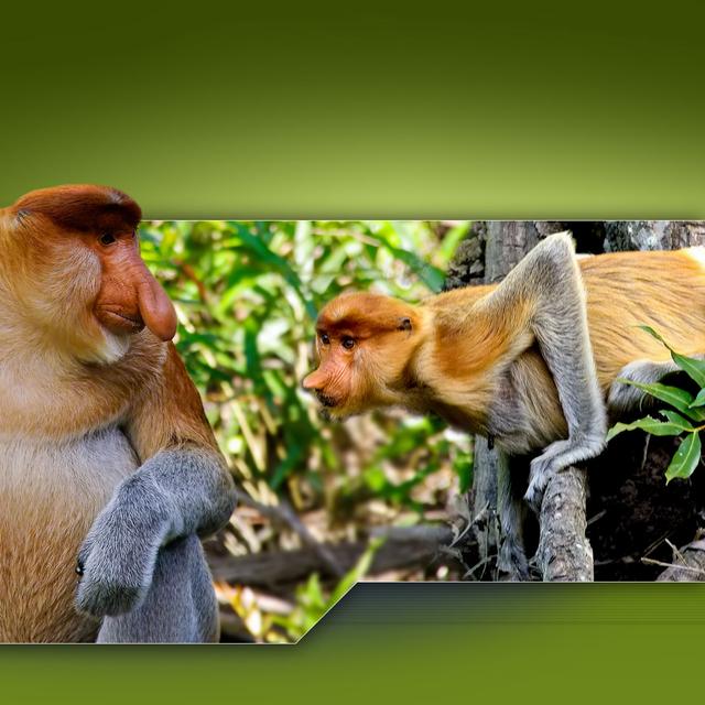 Fonds d'écran Singe | Futura