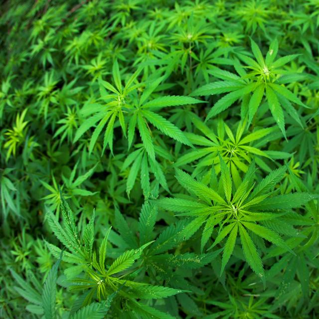Définition | Drogue : qu'est-ce que c'est ? | Futura santé