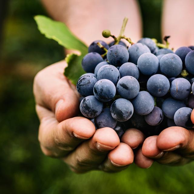 Science décalée : ils veulent transformer l'eau en vin