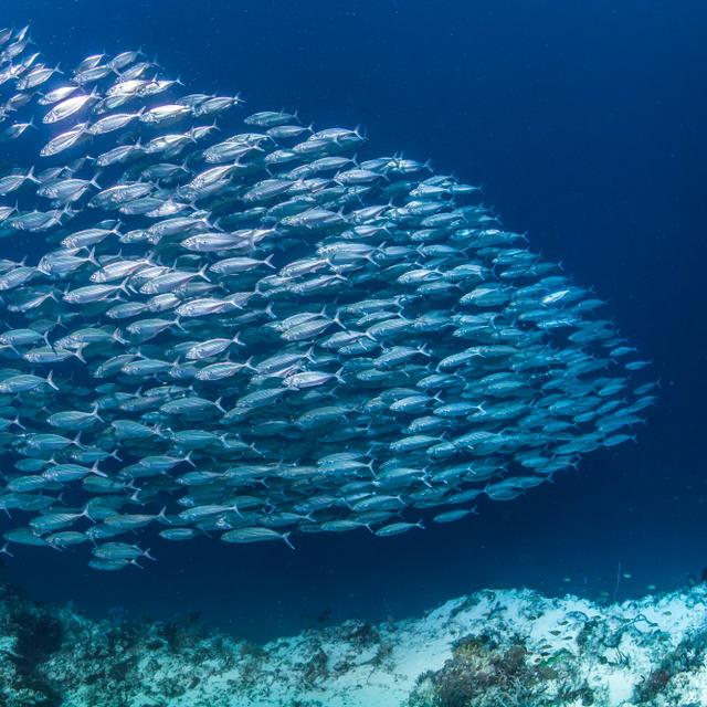 Bêtes de science : l’intelligence collective de la sardine