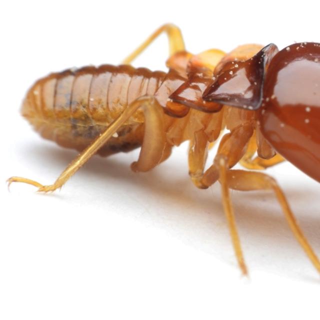 Termitières : leur secret enfin dévoilé