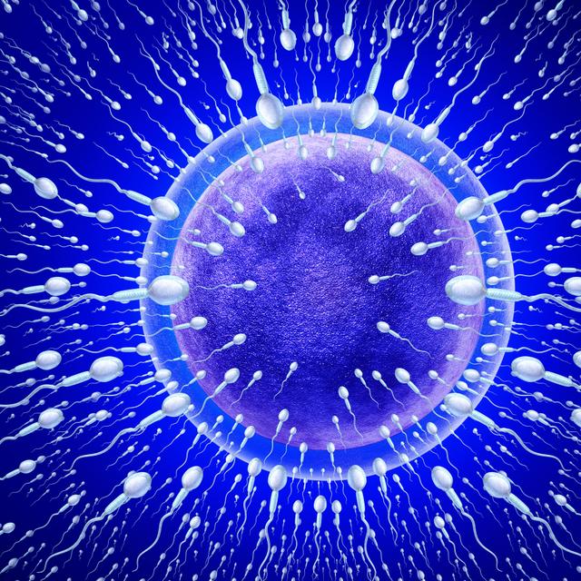 Des spermatozoïdes avec une « date limite » ? Une étude montre qu ...