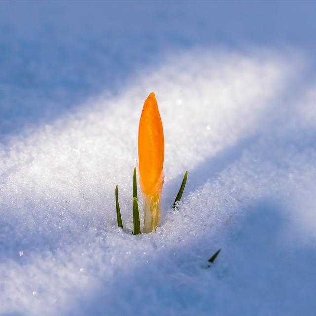 A quelle date arrivent les premières chutes de neige en plaine
