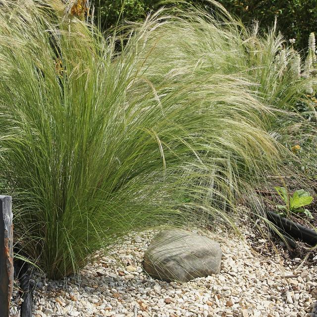 Définition | Stipa : qu'est-ce que c'est ? | Futura planète