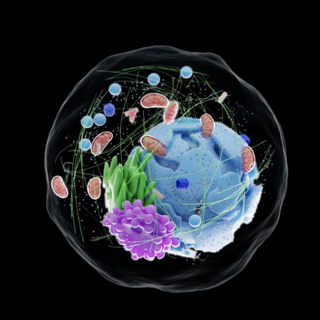 Définition | Cytosquelette : qu'est-ce que c'est ? | Futura santé