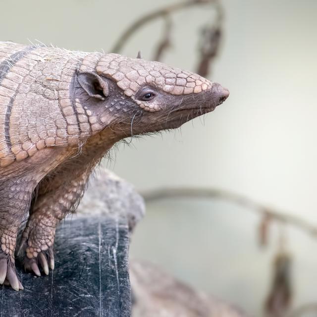 Définition | Faune de l’Édiacarien : qu'est-ce que c'est ? | Futura planète