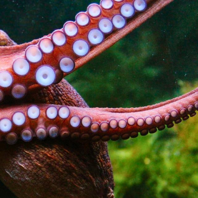 Quelle est la différence entre un poulpe et une pieuvre