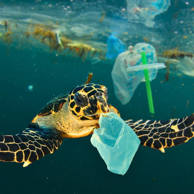 Pourquoi la fin des gobelets jetables en plastique a été reportée par ...