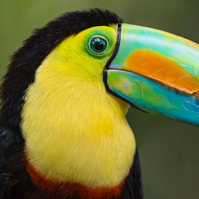 Les espèces de toucans de Guyane : toucan toco, toucan ariel, toucanet ...