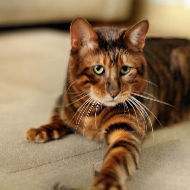 Quelles sont les races de chats les plus rares de la planète